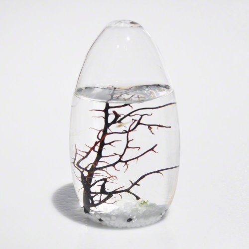 EcoSphere Closed Aquatic Ecosystem, Small Pod - Pet Lovers Center
