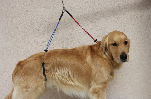 No Sit Haunch Holder Dog Grooming Restraint Restraint for Small or ...