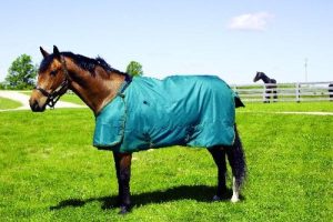 Hug Blankets Abrazo Turnout Sheet - Pet Lovers Center